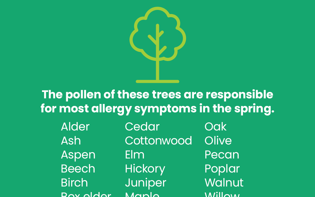 Tree Pollen Allergy 4 Tips On How To Minimize Oak Allergies